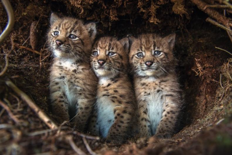 Siberian Lynx Kittens