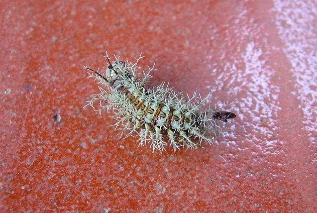 Giant Silkworm Moth Poison