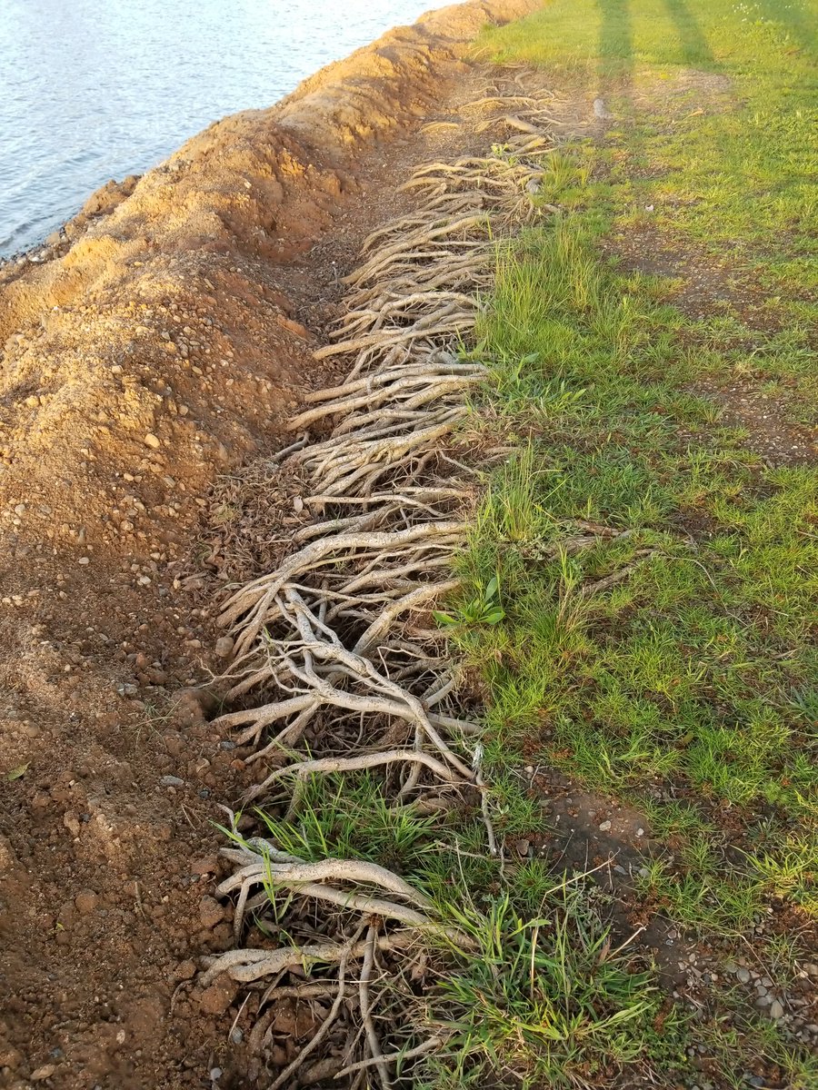 Hydrotropism In Plants