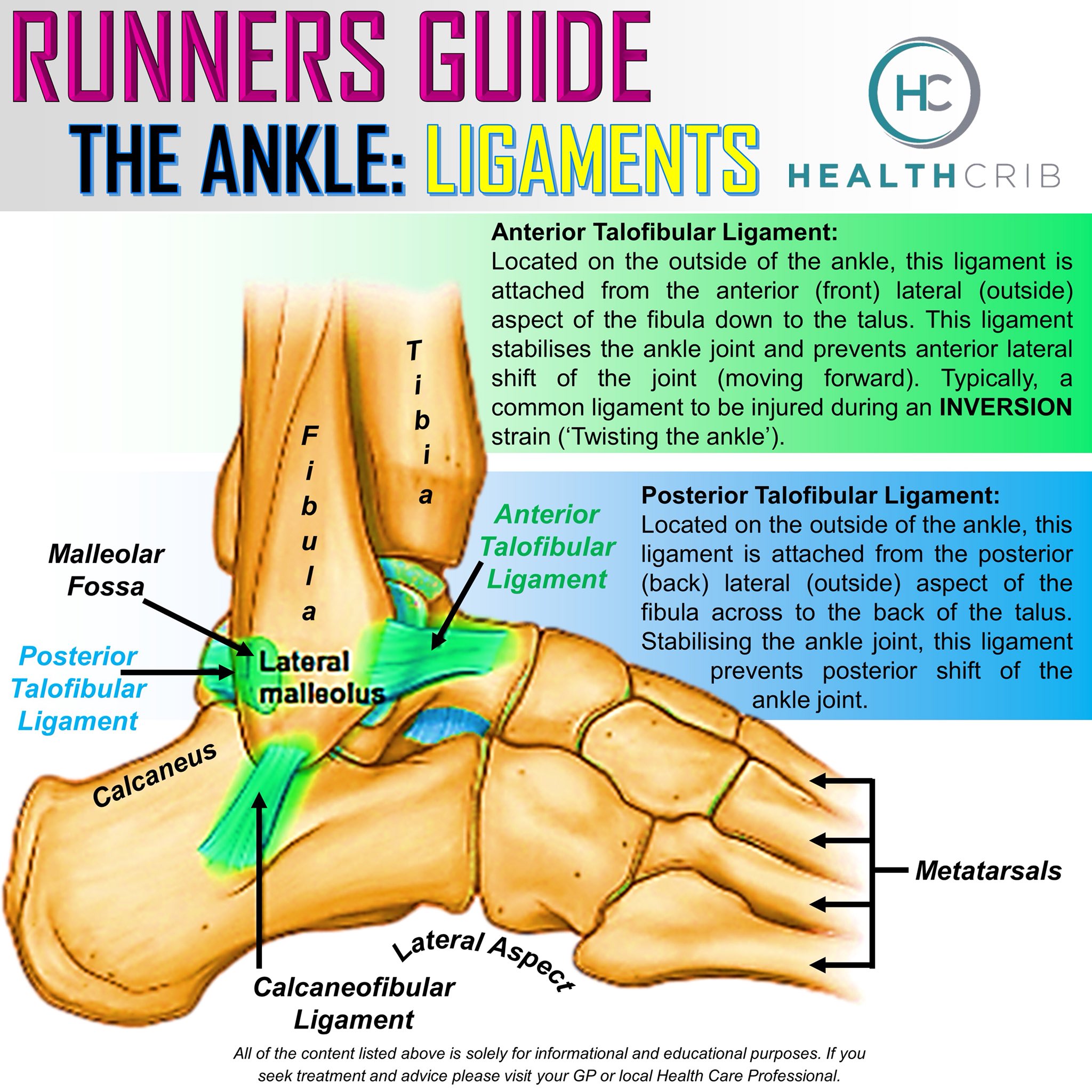 Posterior Talofibular Ligament