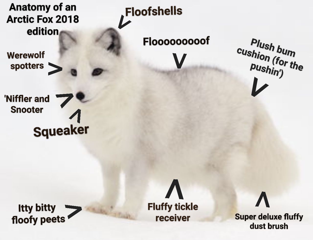 Arctic Fox Diagram