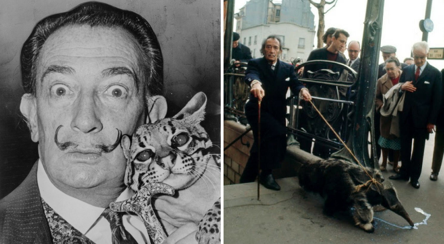 Babou The Ocelot Dali
