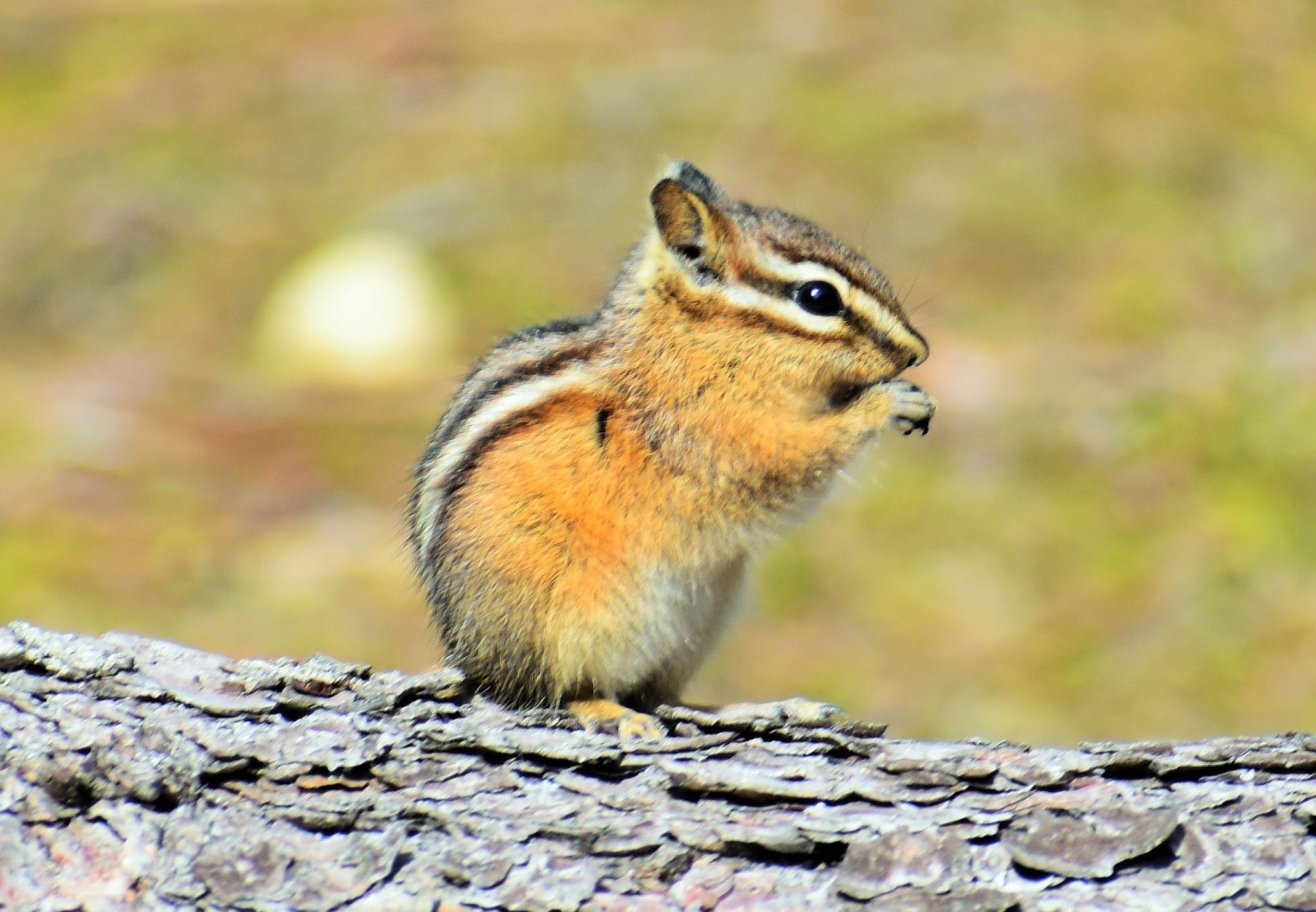 Buff Chipmunk