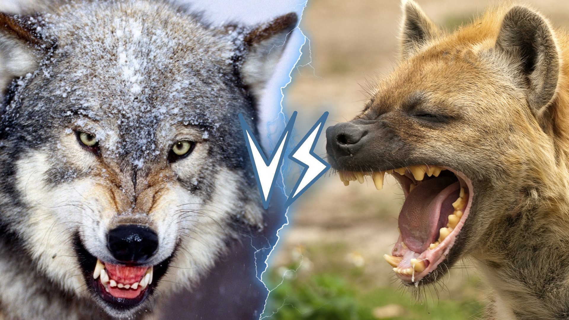 Hyena Vs Wolf