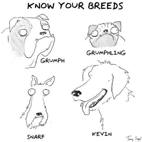 Meme Dog Breed Drawing