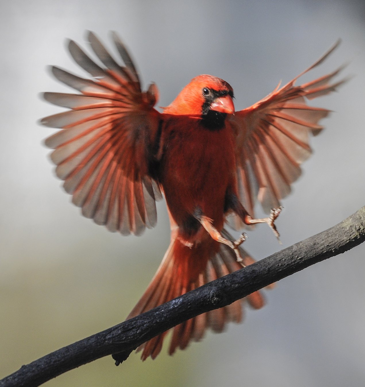 Male Cardinal In Flight Northern Cardinal Bird In Flight Isolated On