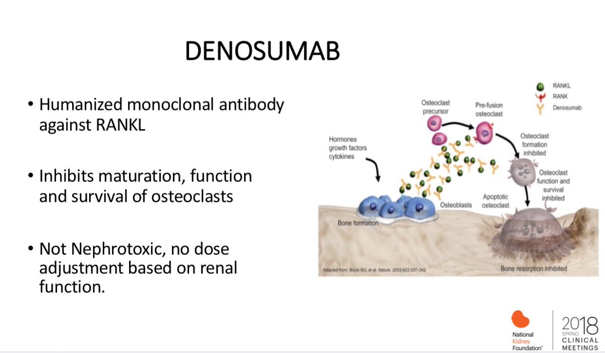 Prolia Mechanism Of Action