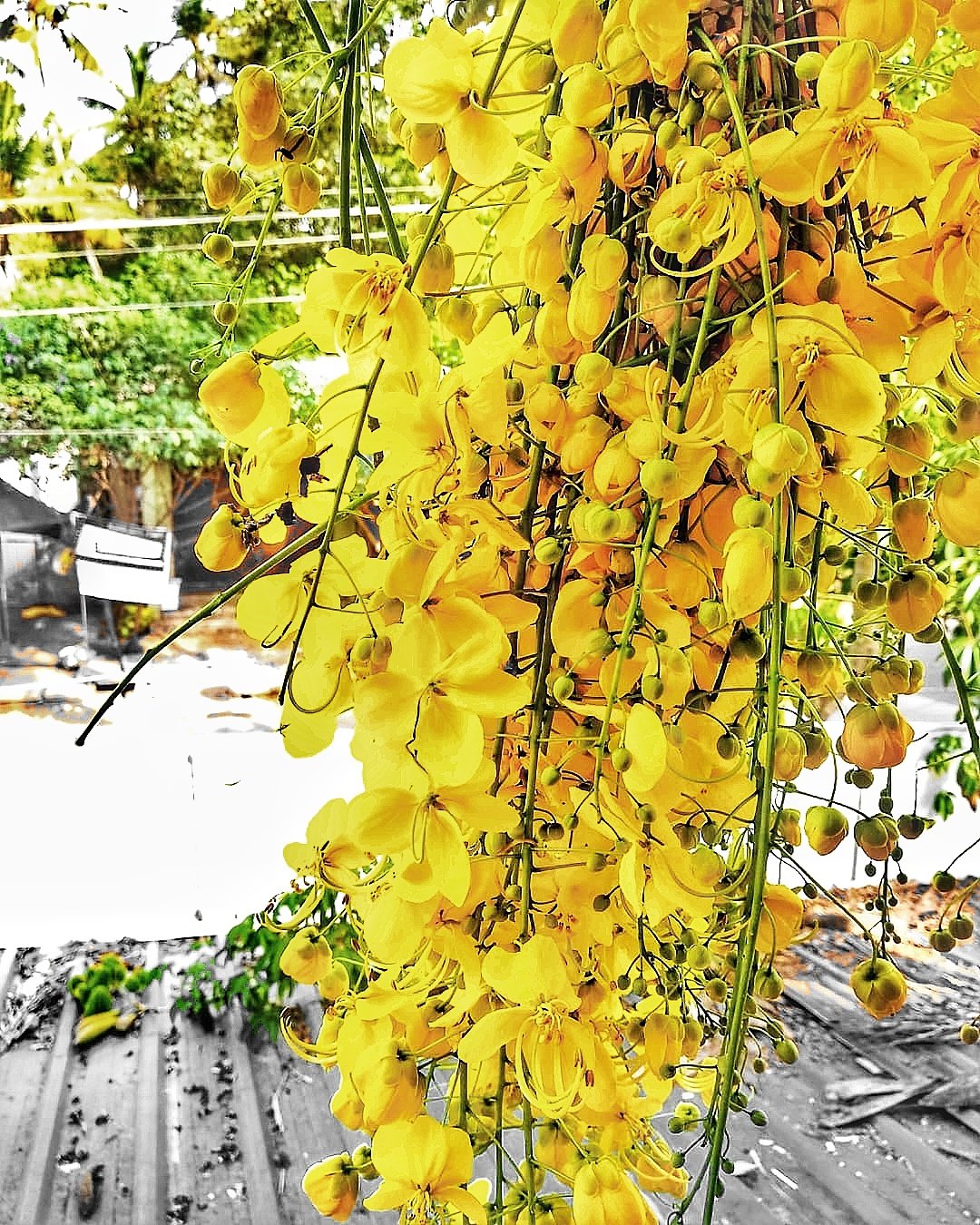 Vishu Konna Wallpaper