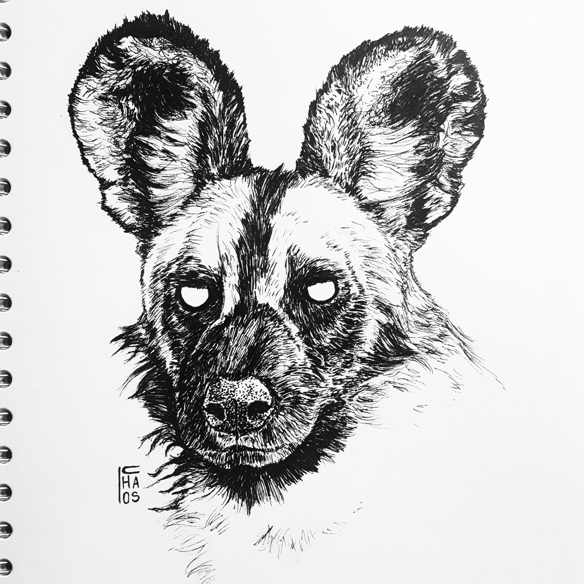 African Wild Dog Face Drawing