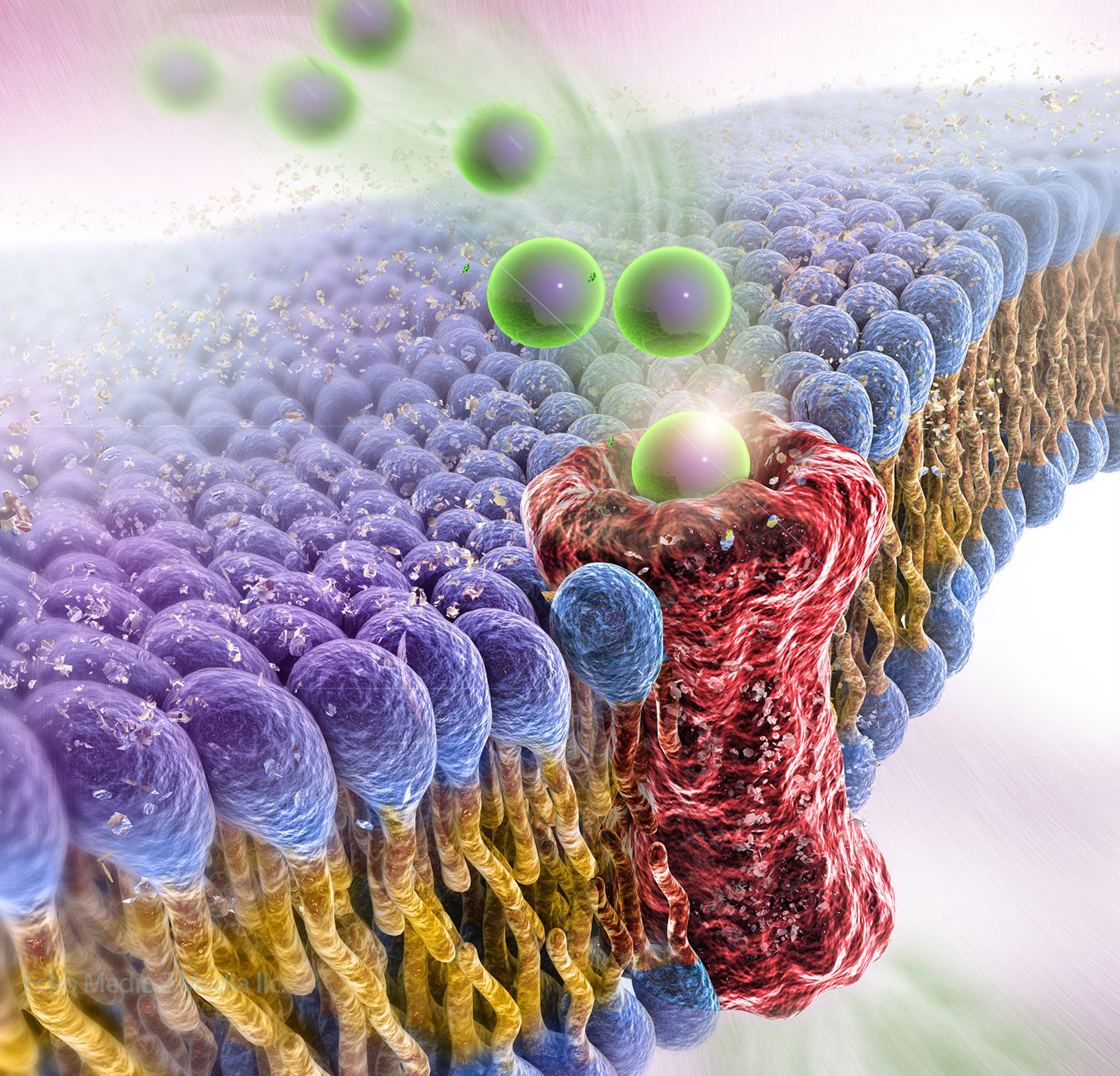 Passive Transport Animation