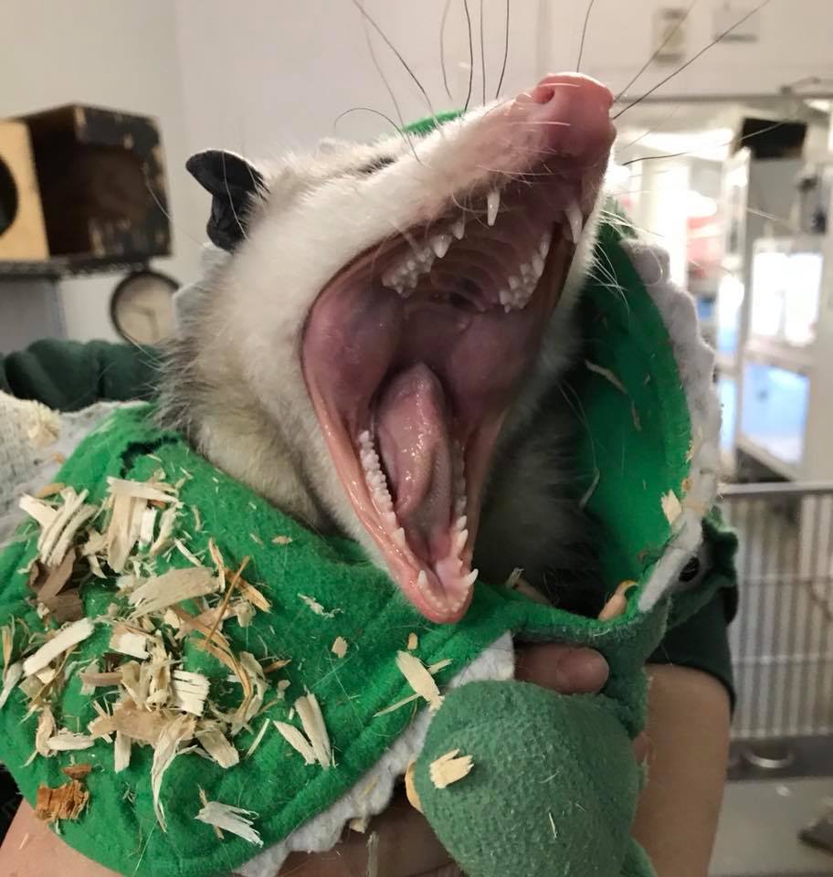 Opossum Teeth