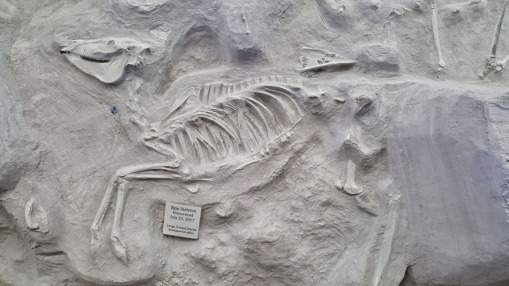 Neohipparion