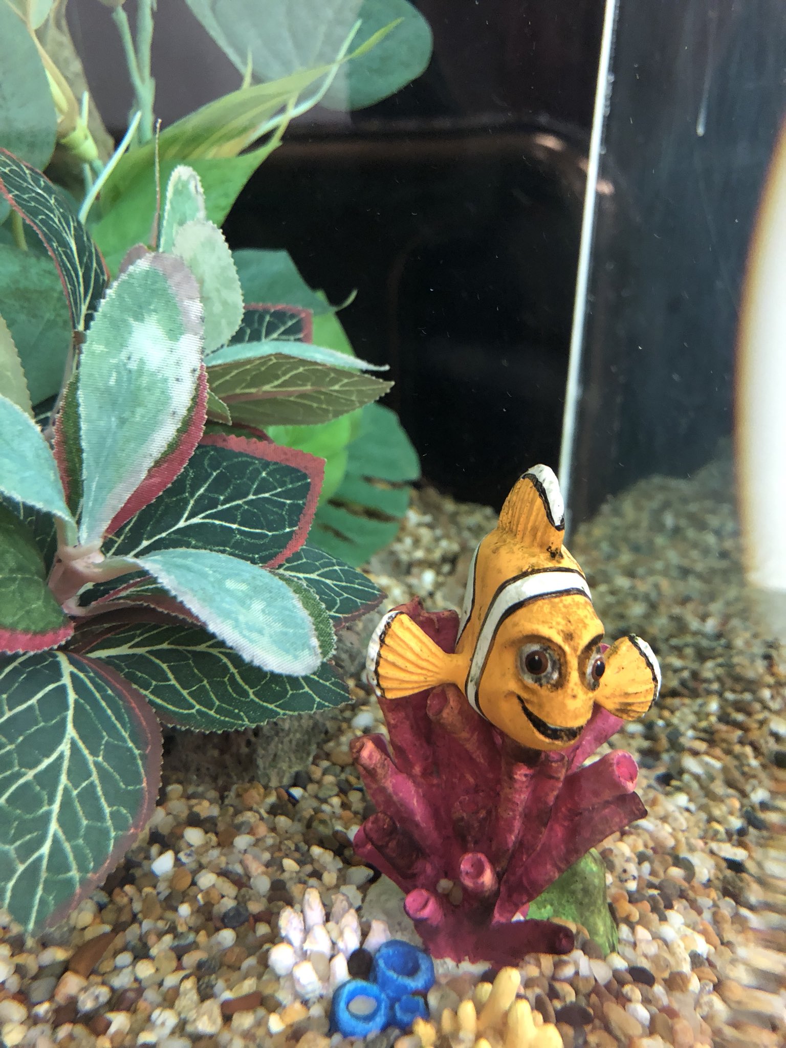 Real Nemo Fish Tank