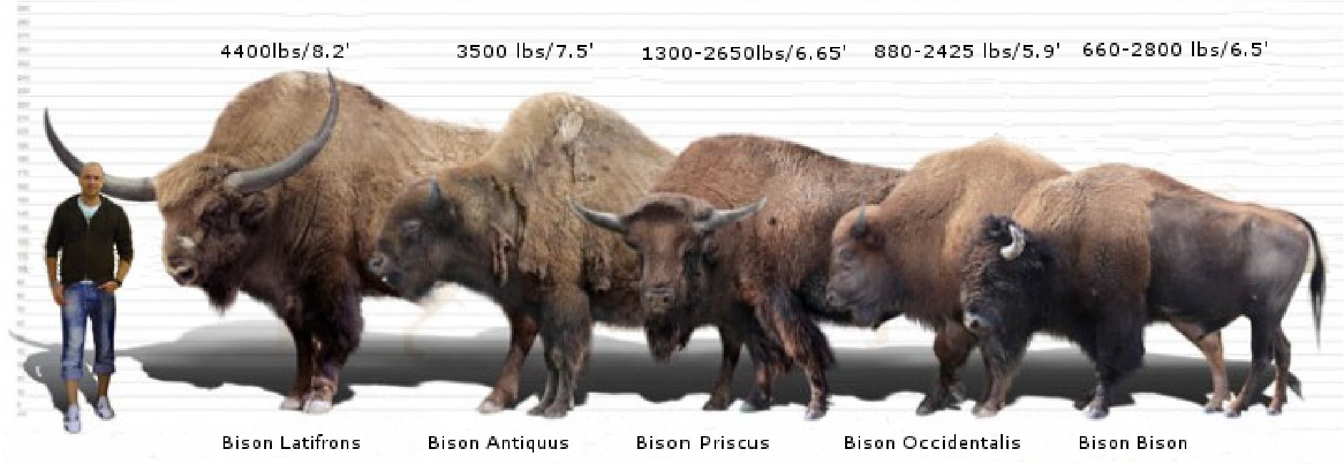 Steppe Bison