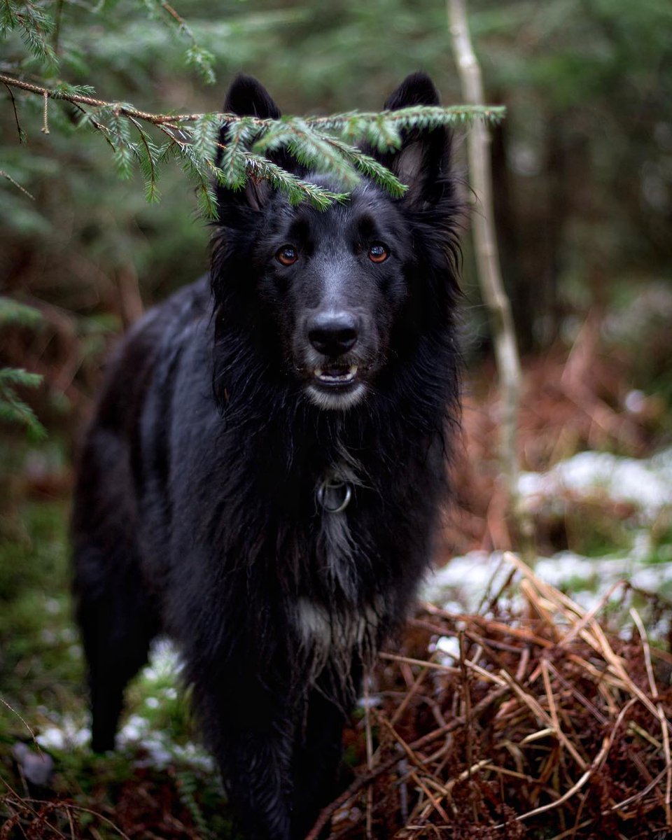 Belgian Groenendael Mix