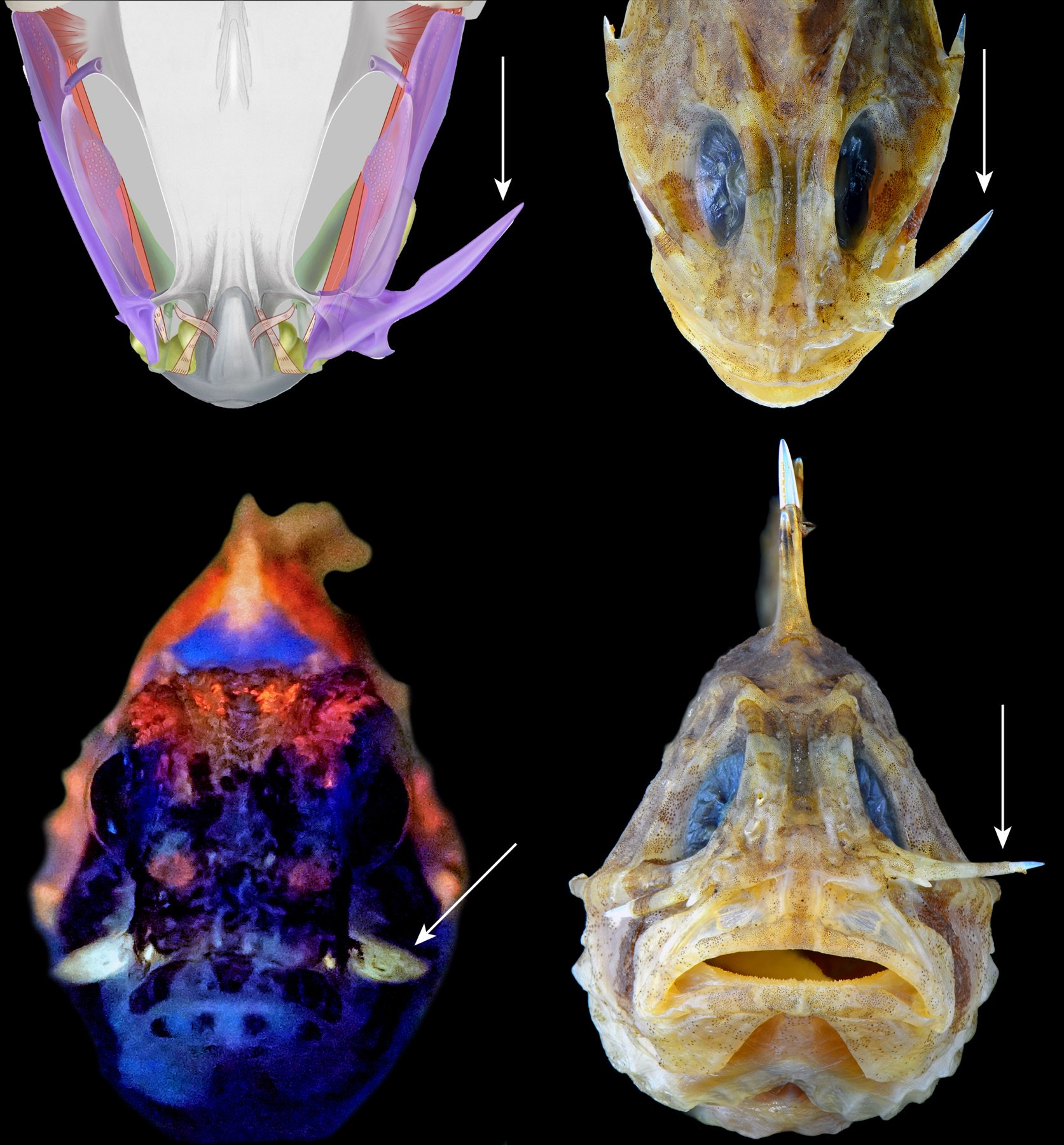 Stone Fish Teeth