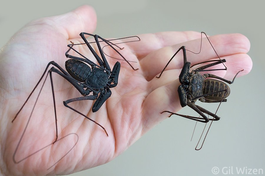 Phrynus Whitei | ubicaciondepersonas.cdmx.gob.mx