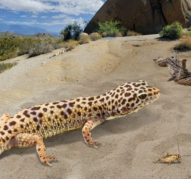 Leopard Gecko In The Wild Habitat