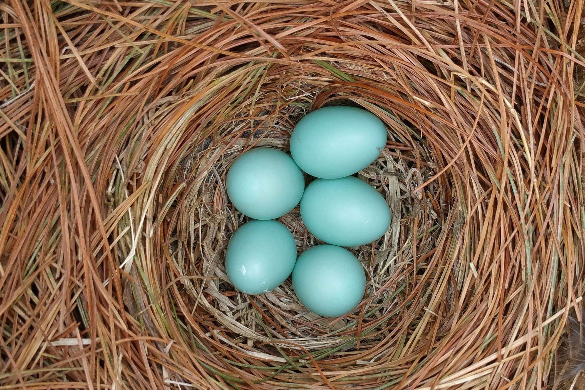 Eastern Bluebird Eggs