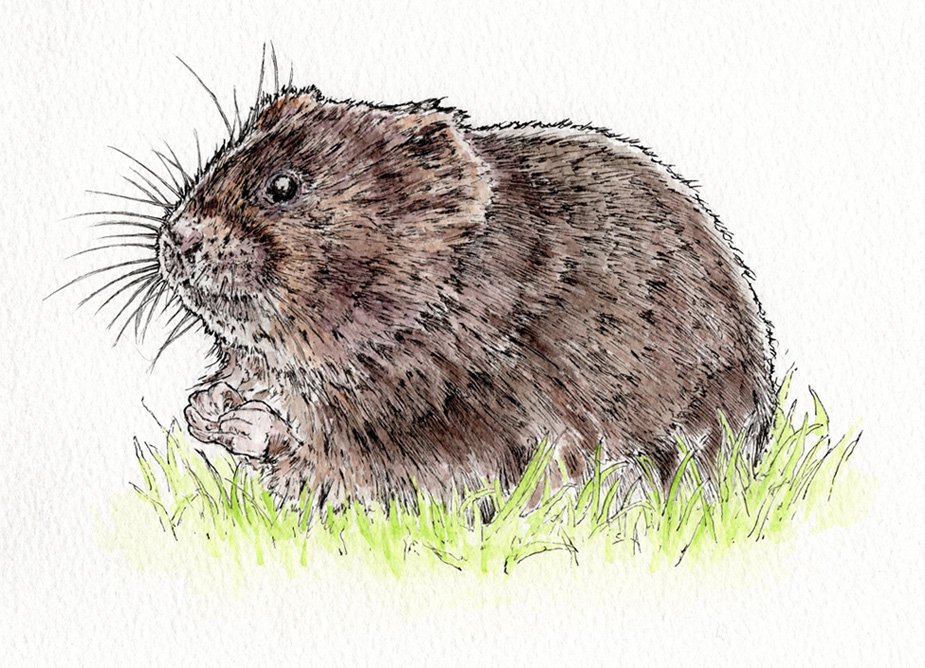 How To Draw A Vole