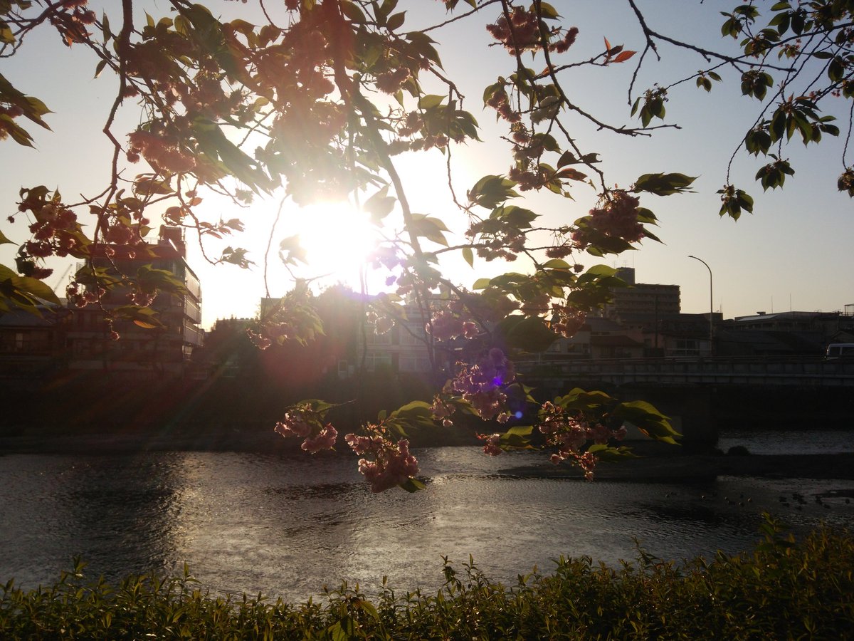 すみれの言葉 on Twitter: "電車を降りて、川端通りを歩く🚶🚶🚶🚶。…