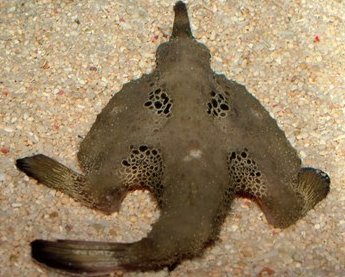 Walking Batfish Florida
