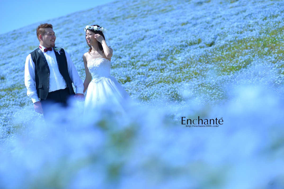 日本の絶景として知られる、茨城県の国営ひたち海浜公園の「ネモフィラの海」そしてそこに柴犬が＋（プラス）されると・・・？→最強に可愛い (2ページ目) - Togetter