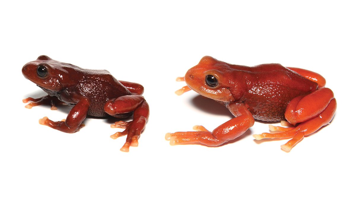 Red Rain Frog