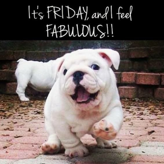 Happy Friday Puppy