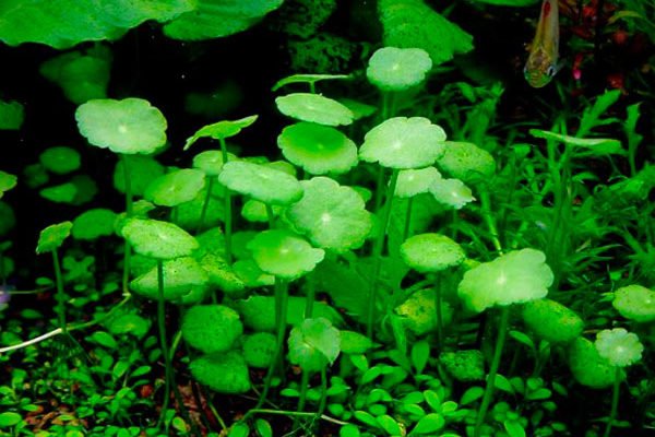 Aquarium club.org on Twitter: "Щитолистник мутовчатый (Hydrocotyle ...