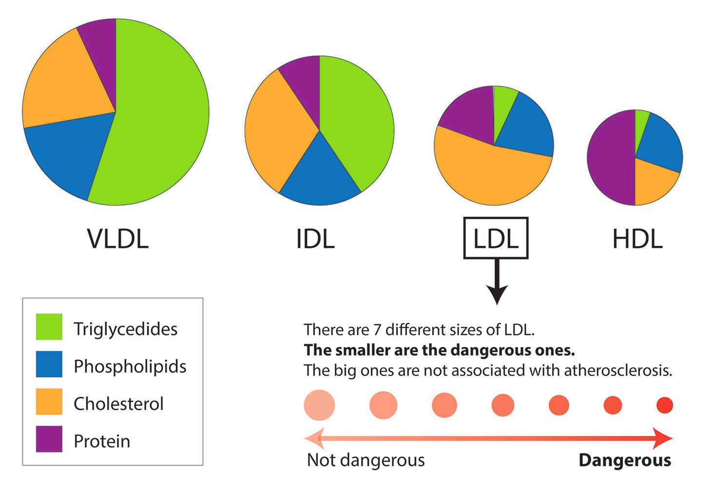 Hdl Molecule
