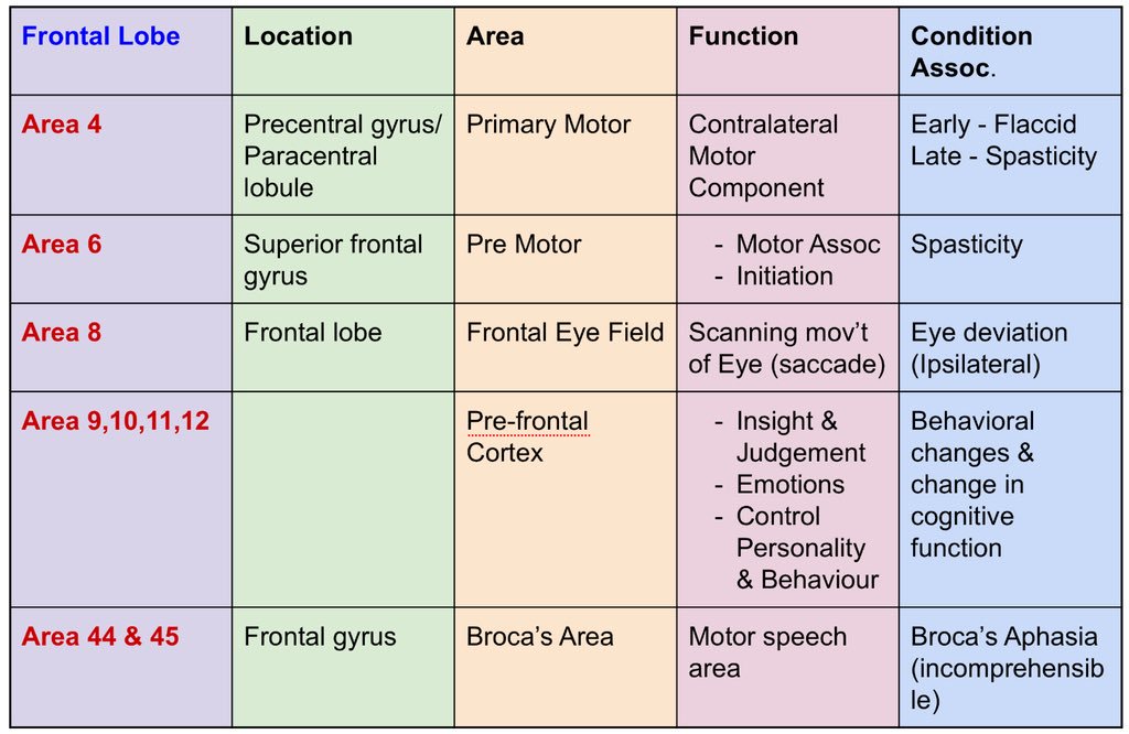 Brodmann Areas And Their Functions | Images and Photos finder
