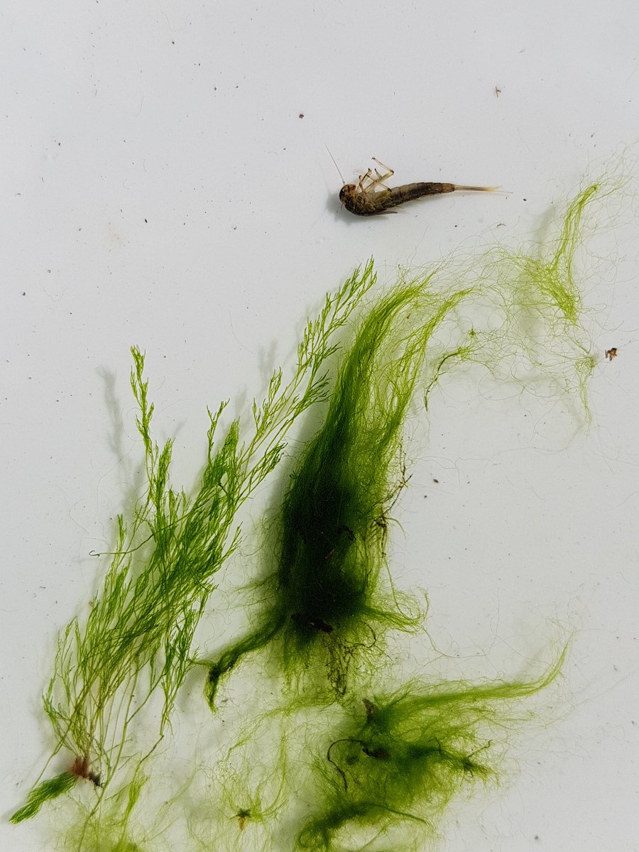 Cladophora Glomerata