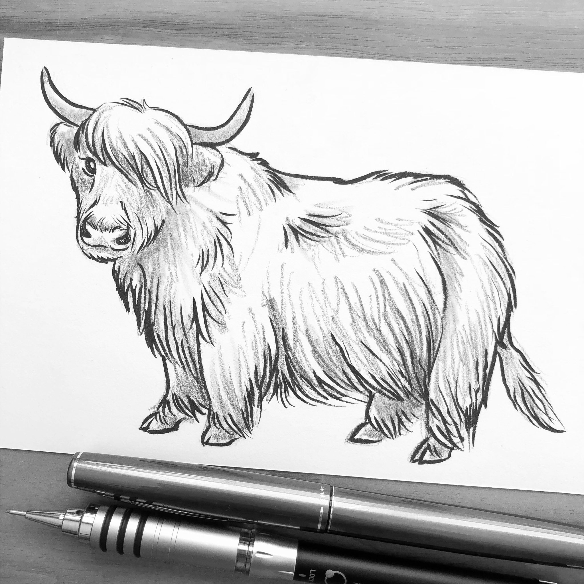 Cow Pencil Drawing
