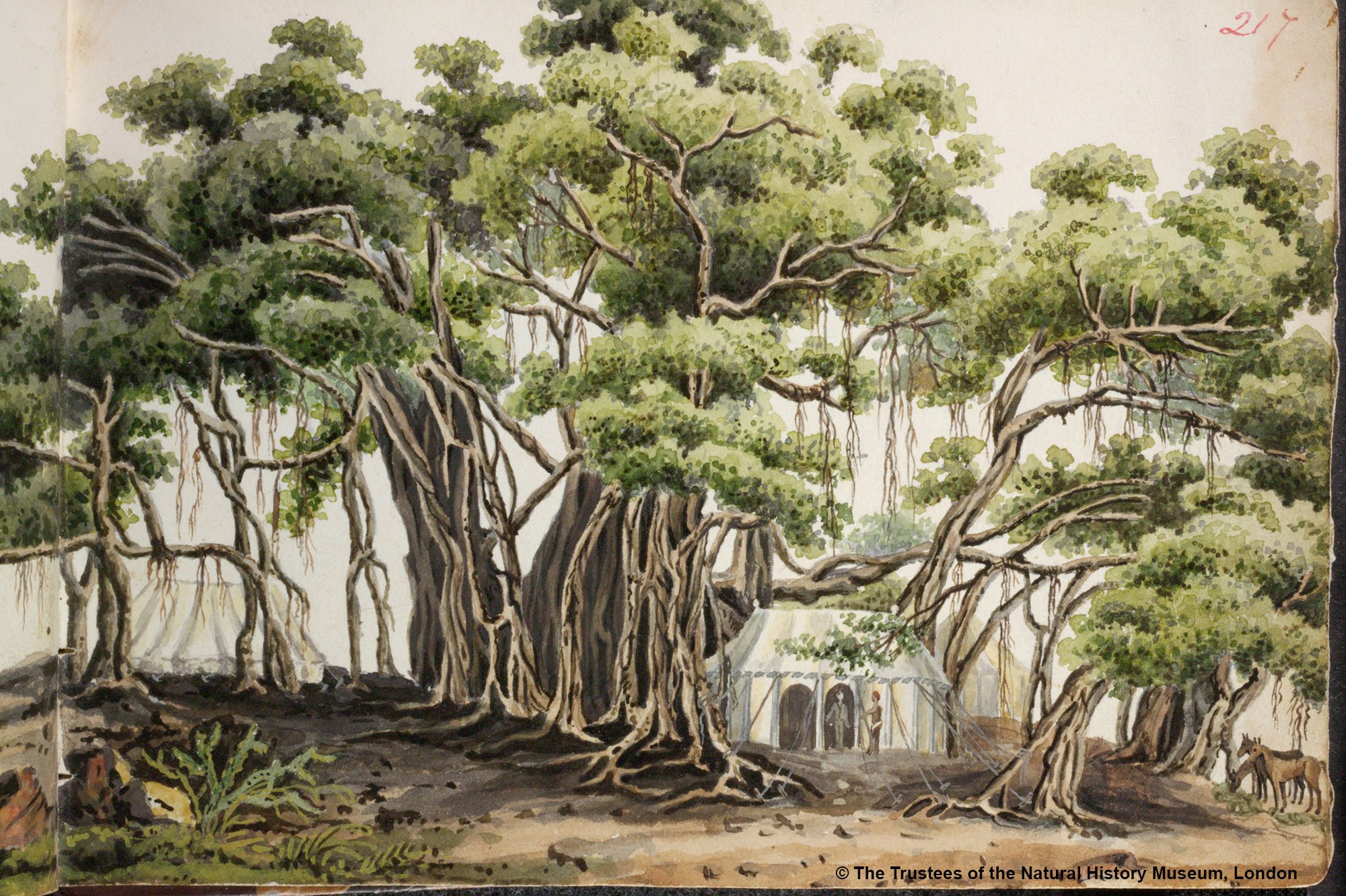 Indian National Tree