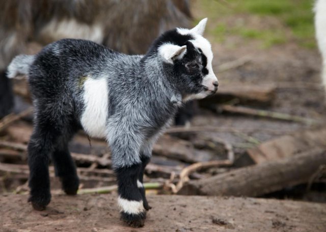 Ugly Baby Goats