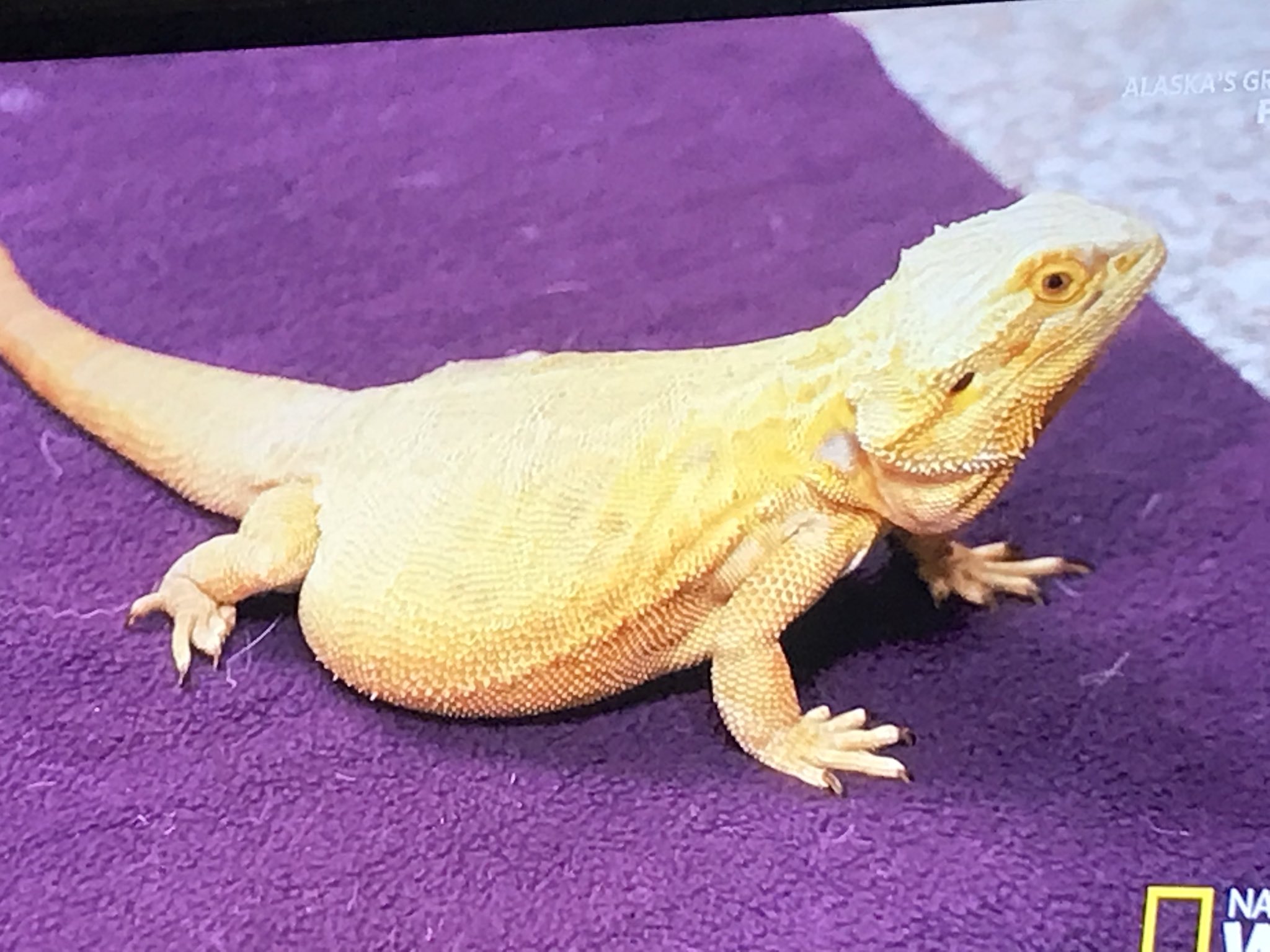 Fat Lizard Memes Amazon.com: Funny Bearded Dragons Lizards Designs