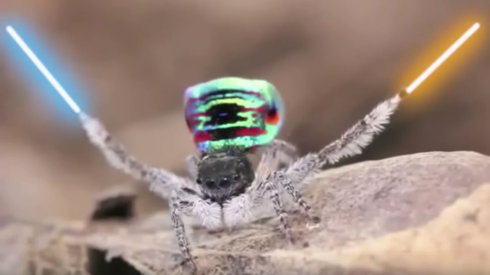 Peacock Spider Dance