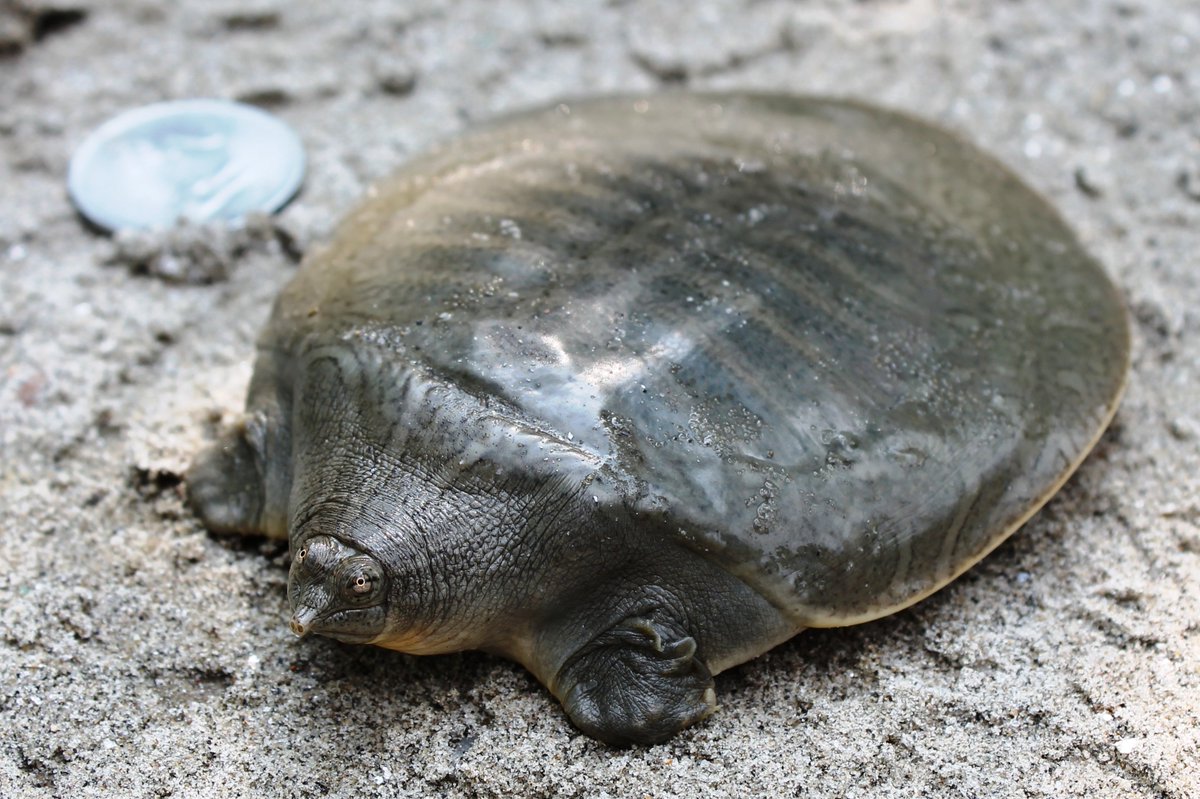 Cantors Giant Softshell Turtle