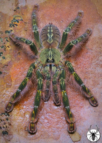 Poecilotheria Rufilata