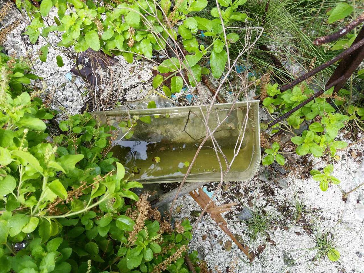 Dengue Mosquito Breeding Places