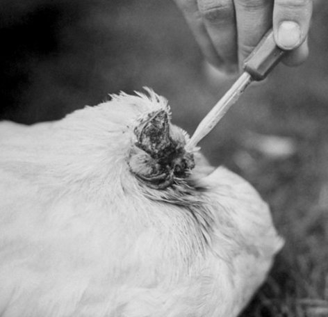 Headless Chicken Kfc