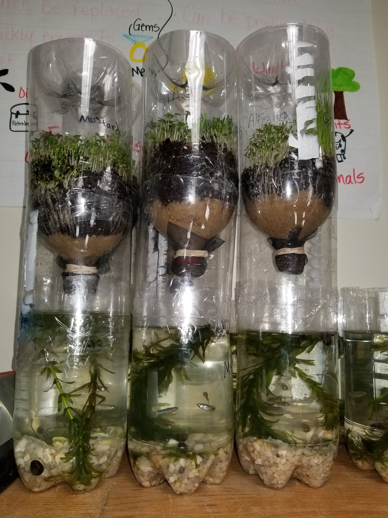 Ecocolumn Terrarium