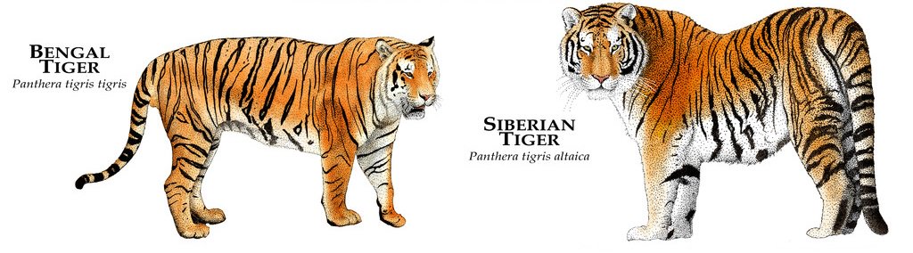 Siberian Tiger Vs Bengal Tiger Comparison