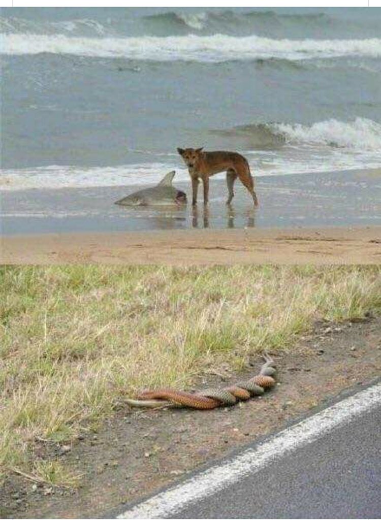 Australian Dingo Eating