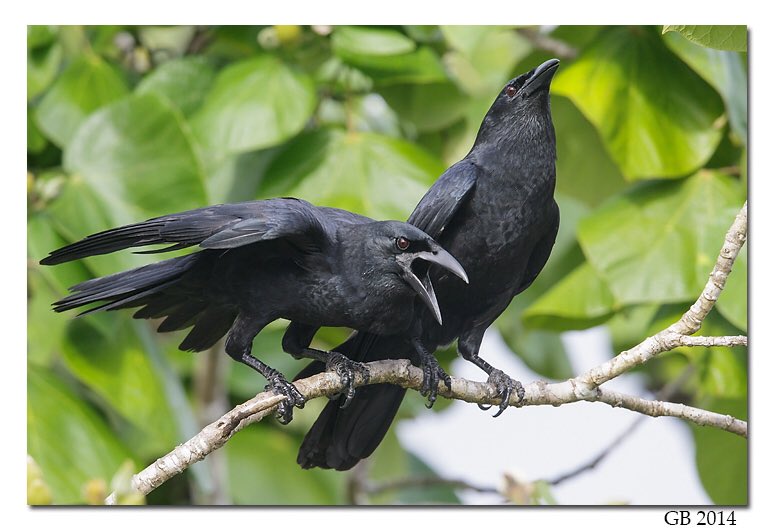 Cuban Crow – birdfinding.info