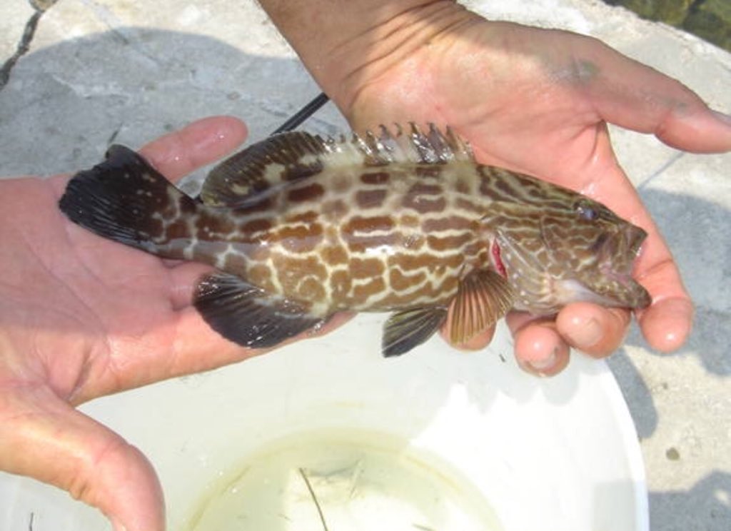 Baby Black Grouper