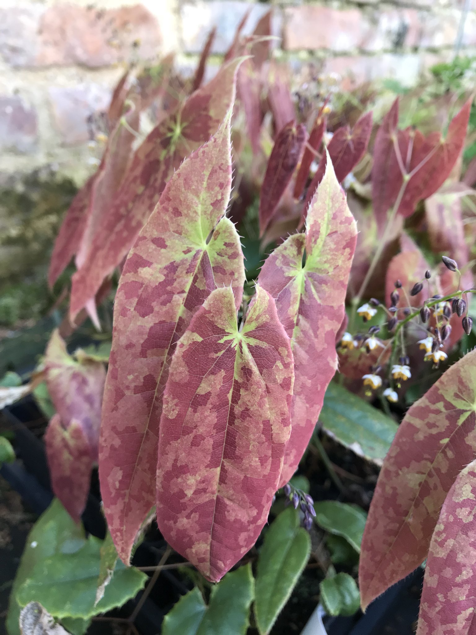 Epimedium Sagittatum