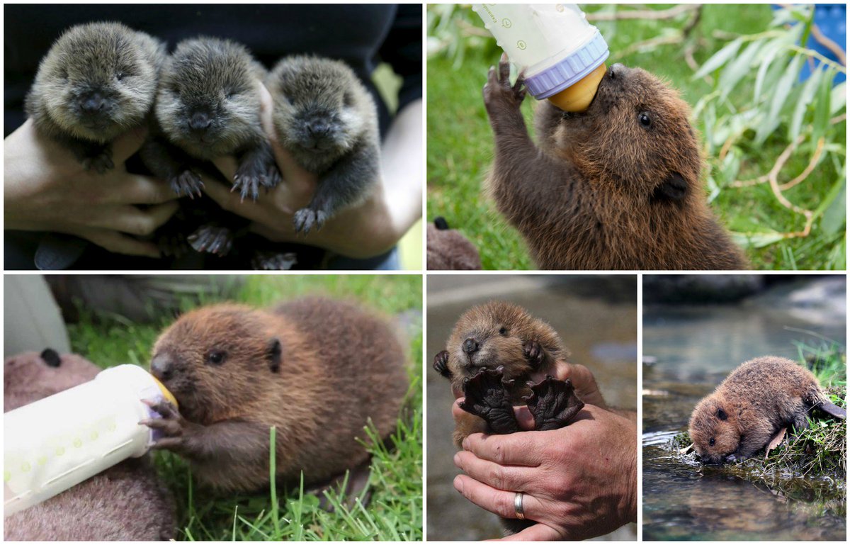 Newborn Baby Beaver