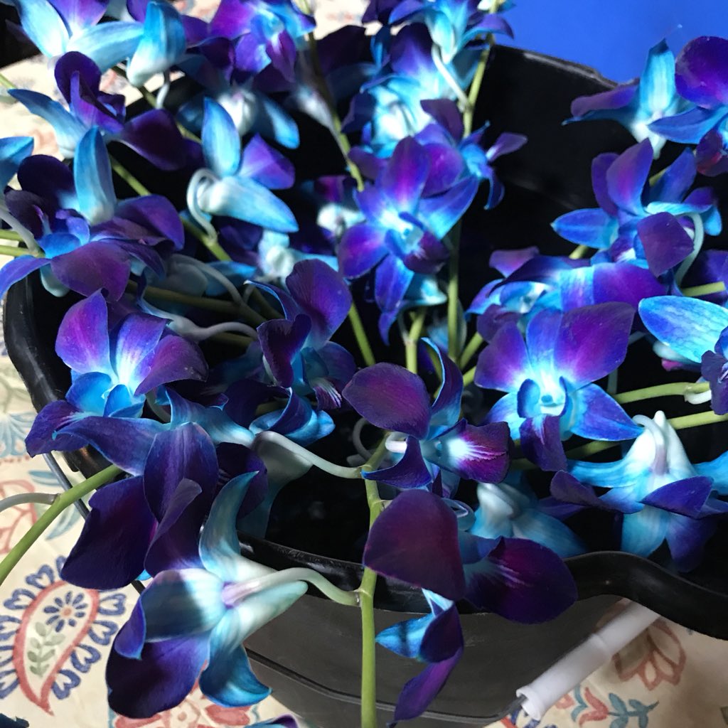 Blue Stargazer Lilies